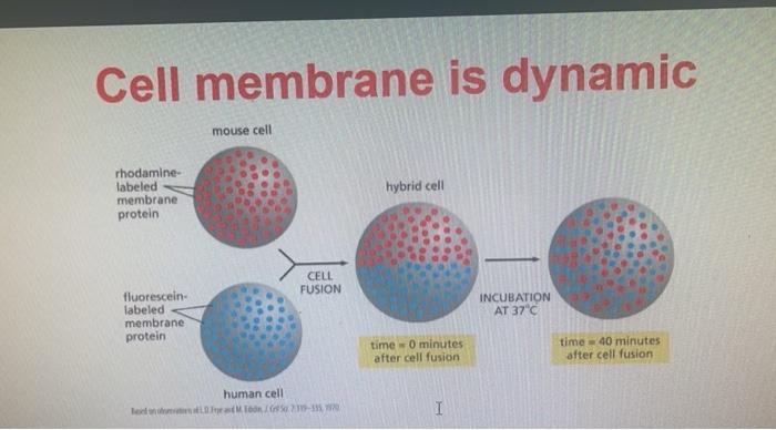 Solved If the membrane is not dynamic (figure 11-30), how | Chegg.com