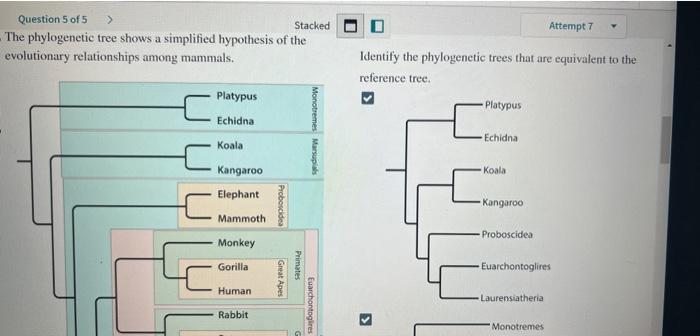 The phylogenetic tree shows a simplified hypothesis | Chegg.com