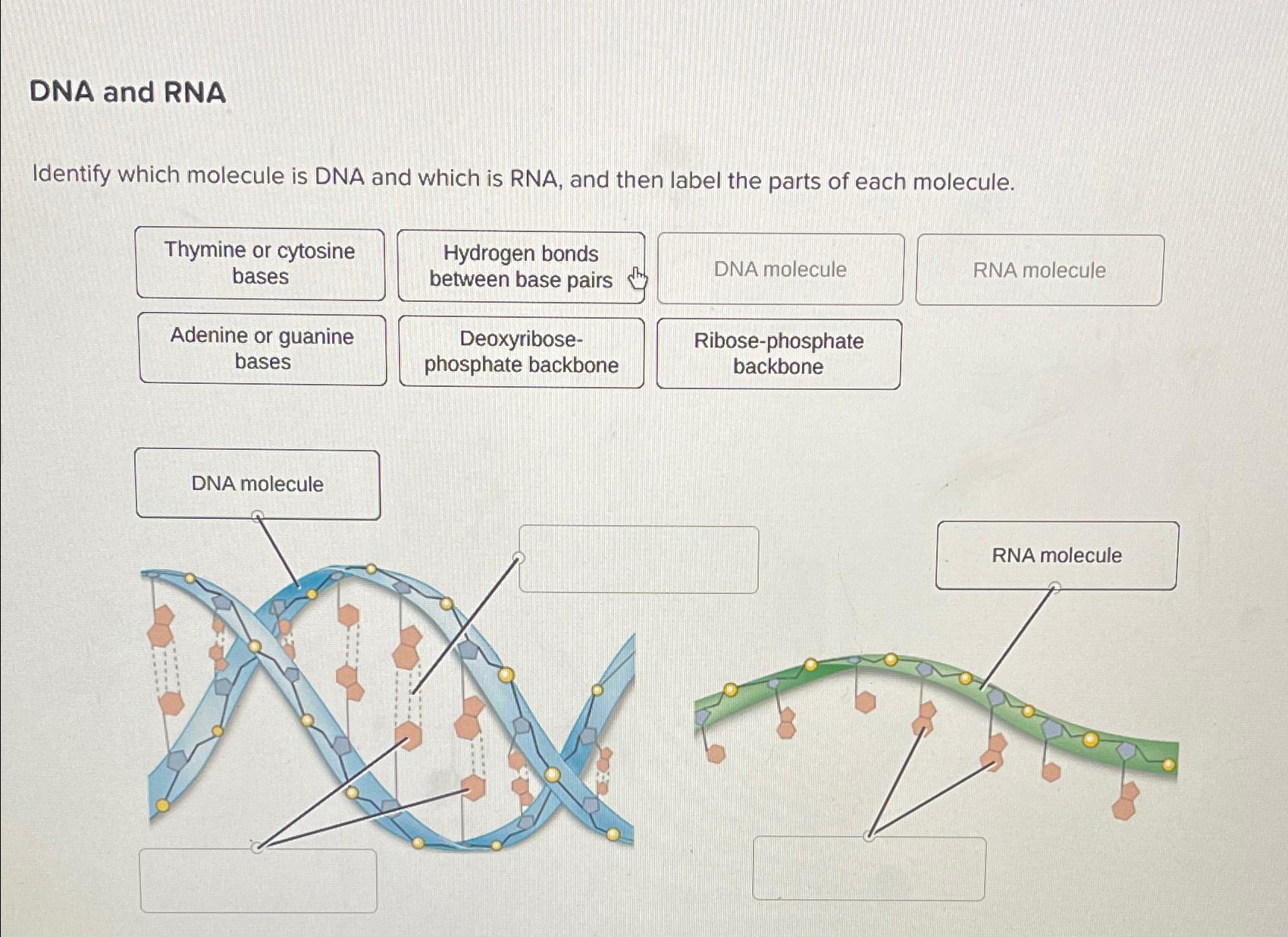 Solved DNA and RNAIdentify which molecule is DNA and which | Chegg.com