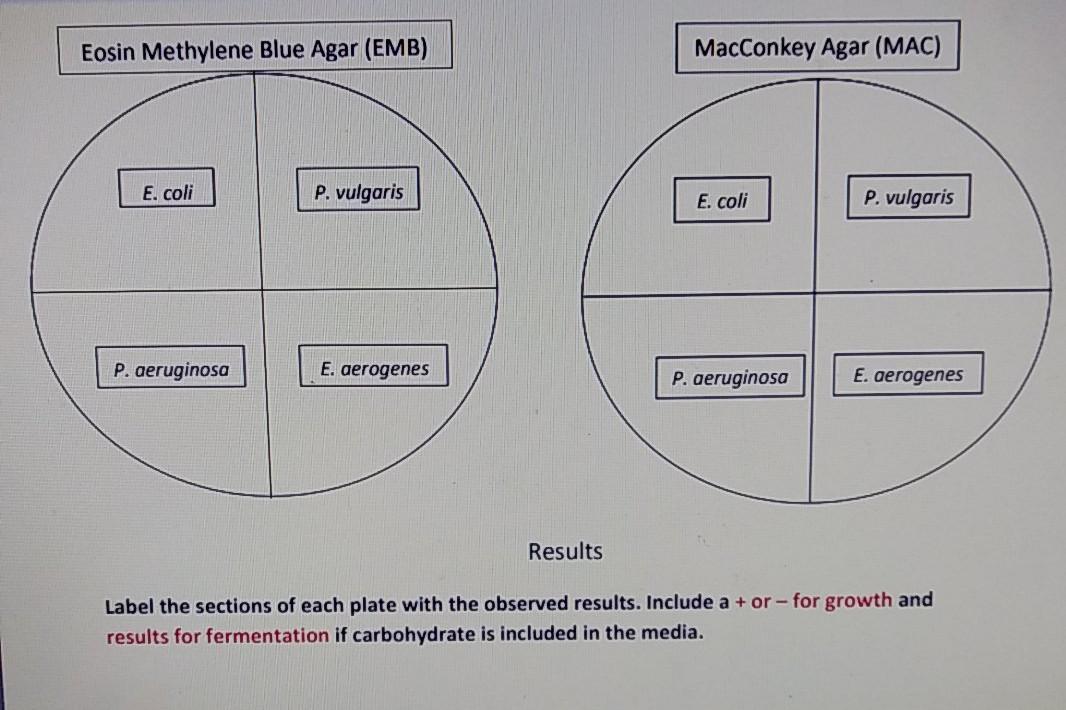 Solved Phenylethyl Alcohol Agar (PEA) Mannitol Salt Agar | Chegg.com