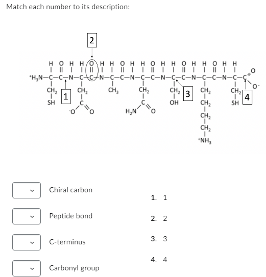 Match each number to its description:Chiral | Chegg.com