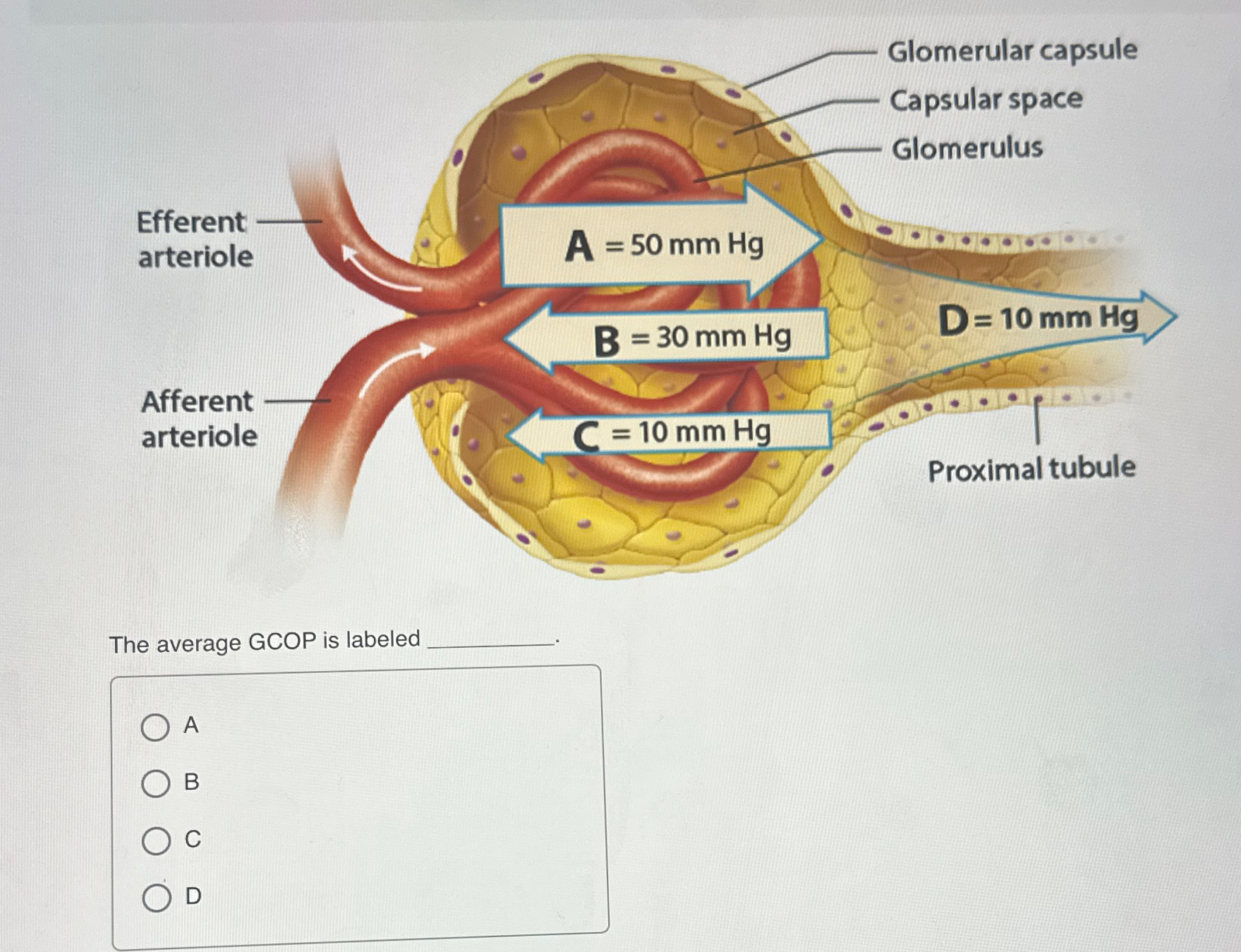 Solved The average GCOP is labeledABCD | Chegg.com