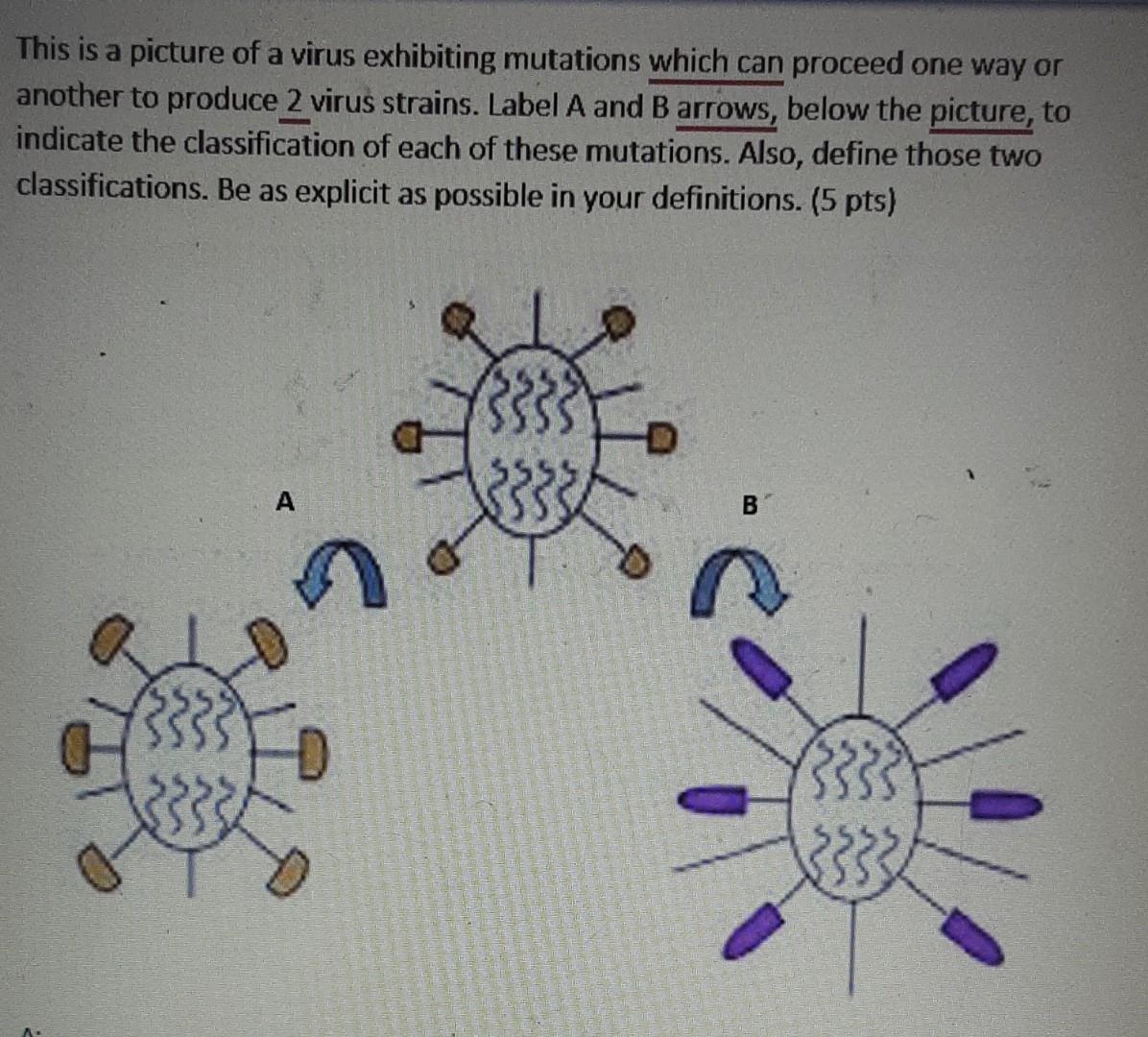 Solved This is a picture of a virus exhibiting mutations | Chegg.com