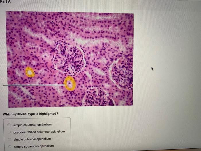 Solved session, masteringaandp.com Lab 04:Histology | Chegg.com