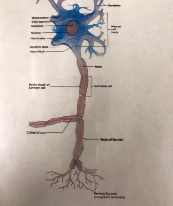 Solved 3). Review the parts of the neuron and their | Chegg.com