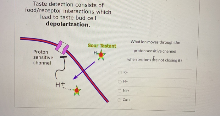 Solved Taste detection consists of food/receptor | Chegg.com