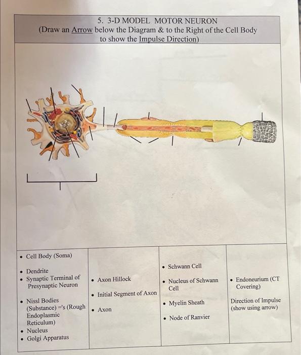 Solved 5. 3-D MODEL MOTOR NEURON (Draw an Arrow below the | Chegg.com