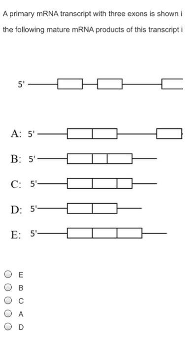 Solved A primary mRNA transcript with three exons is shown i | Chegg.com