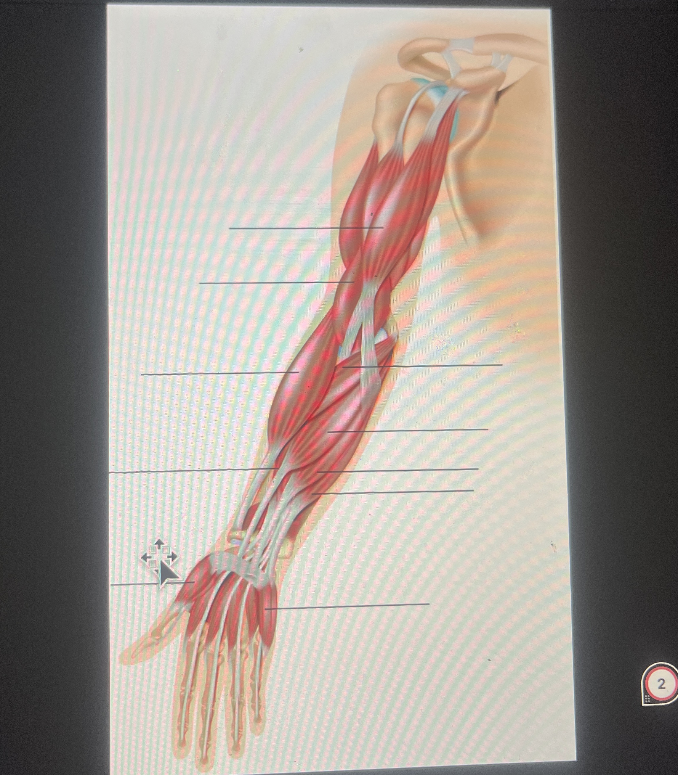 Solved Laabel the list of muscles with these: | Chegg.com