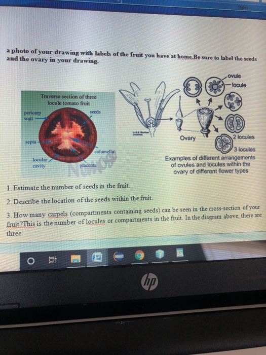 Solved ovule - locule Traverse section of three locule | Chegg.com