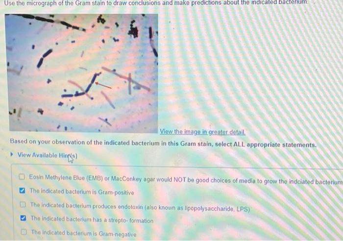 Solved Use the micrograph of the Gram stain to draw | Chegg.com