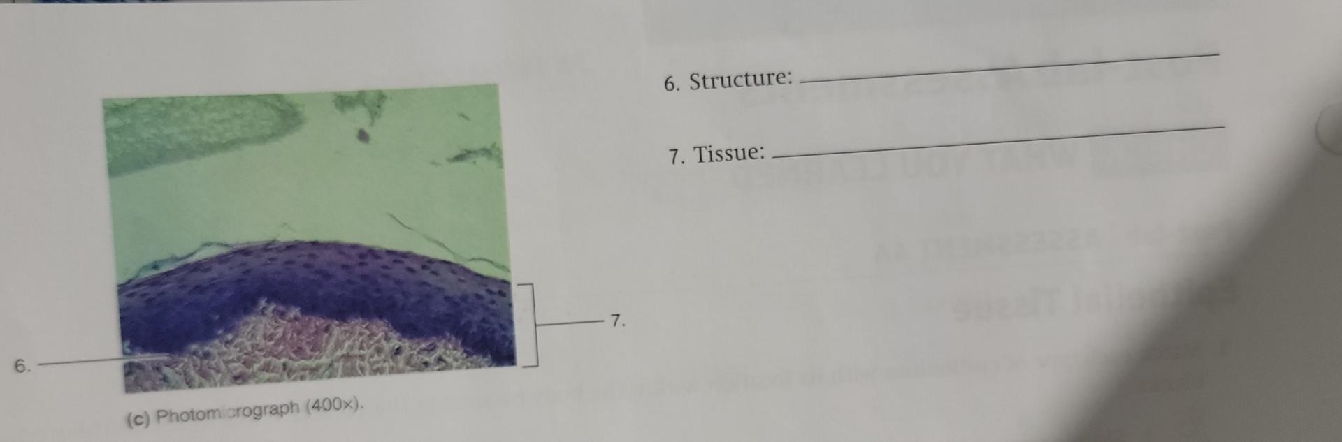 6. Structure: 7. Tissue: | Chegg.com