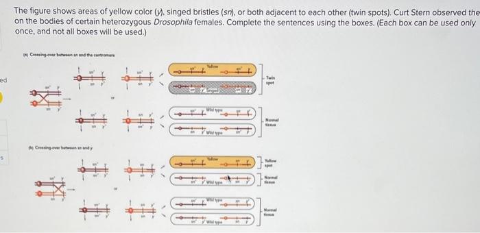 Solved The figure shows areas of yellow color (y), singed | Chegg.com