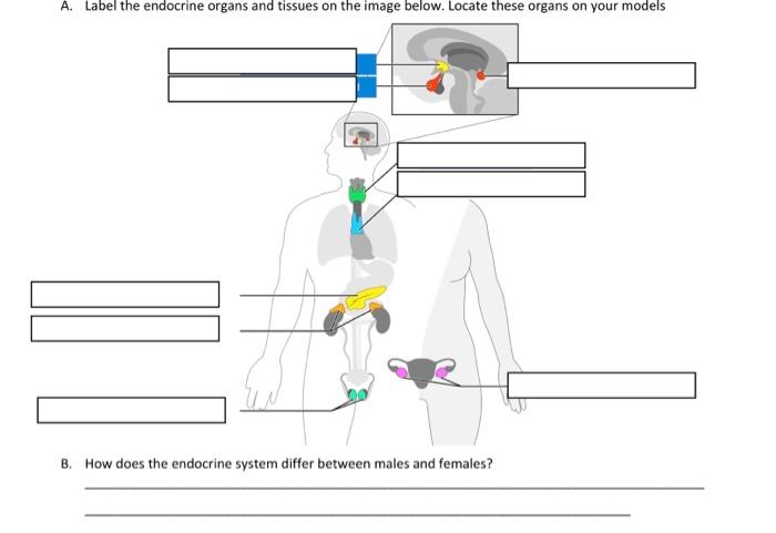 Solved A. Label the endocrine organs and tissues on the | Chegg.com