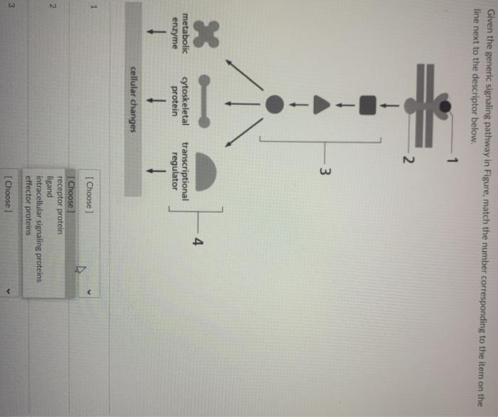 Solved Given the generic signaling pathway in Figure, match | Chegg.com