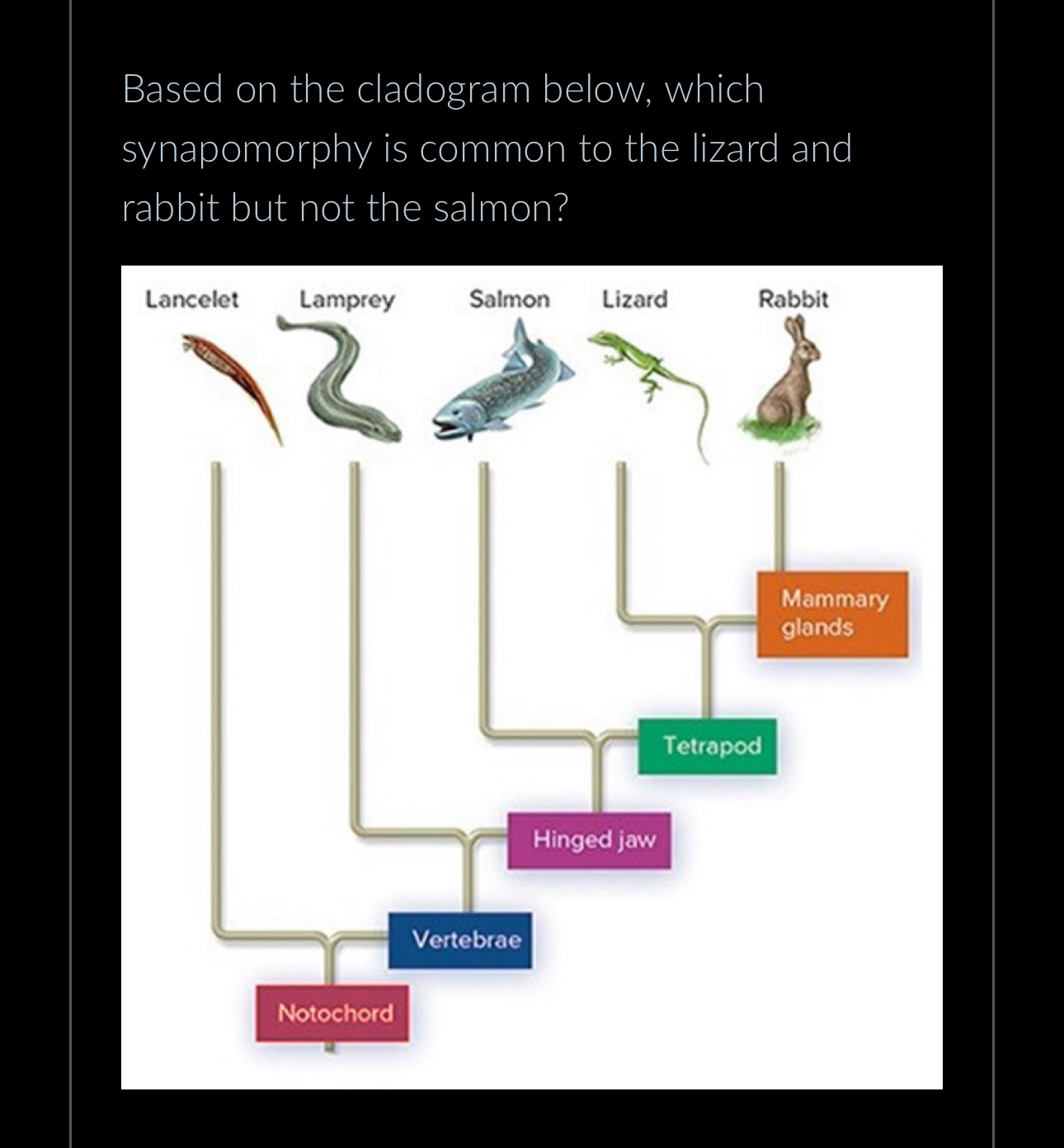 Solved Based on the cladogram below, whichsynapomorphy is | Chegg.com
