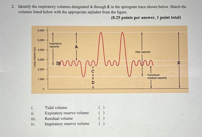 Solved 2. Identify the respiratory volumes designated A | Chegg.com
