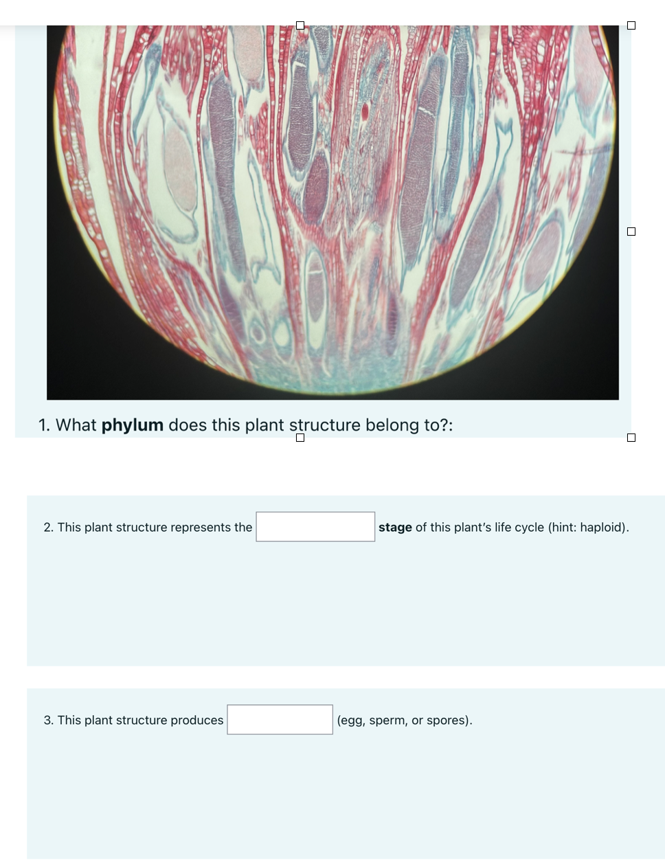 Solved What phylum does this plant structure belong to?:This | Chegg.com