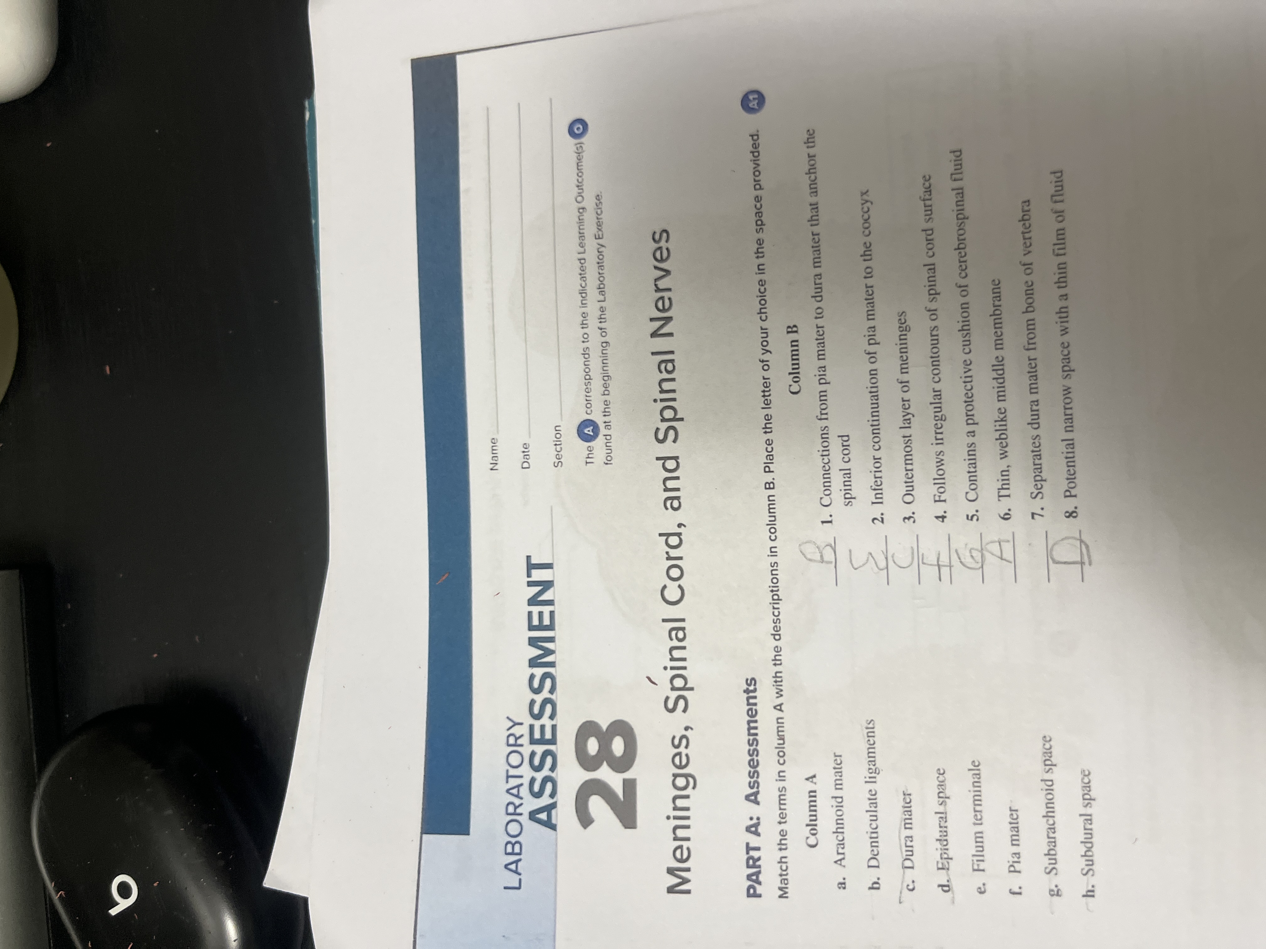 Solved Meninges, Spinal Cord, and Spinal NervesPART A: | Chegg.com