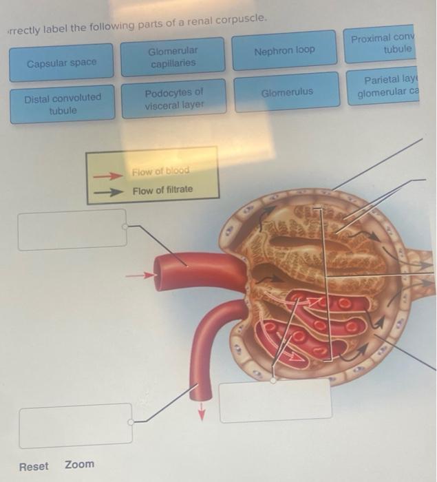Solved rrectly label the following parts of a renal | Chegg.com