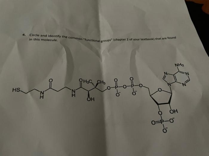 Solved 4. Circle and identify the common "functional groups" | Chegg.com