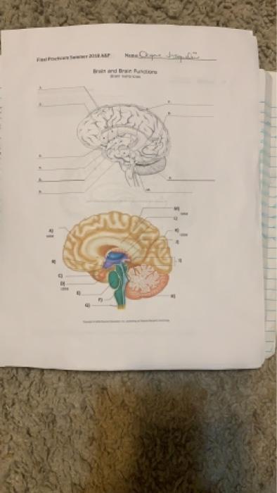 Solved 8 ན་མད། Smer 2018 ASP Fire Protinum Summer 2018 Nam | Chegg.com