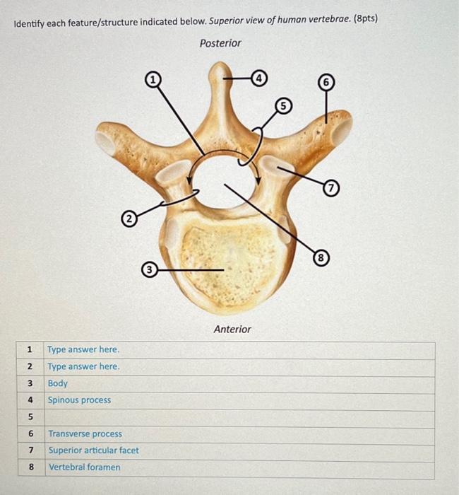 Solved Identify each feature/structure indicated below. | Chegg.com