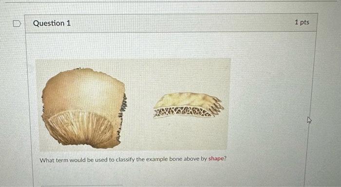 Solved What term would be used to classify the example bone | Chegg.com