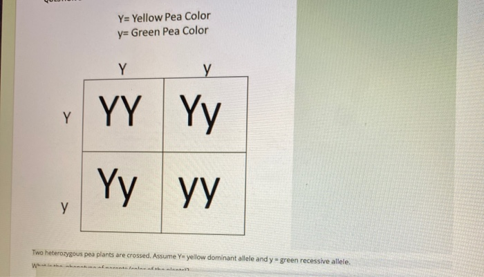 Solved Using the Punnett square, can someone please help me | Chegg.com