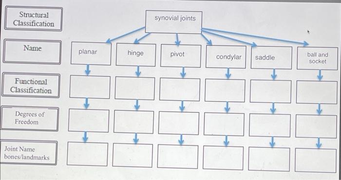 Solved Structural Classification synovial joints Name planar | Chegg.com