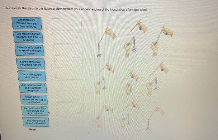 Solved Please order the steps in this figure to demonstrate | Chegg.com