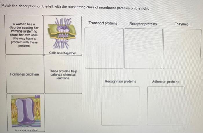 Solved Build a cell membrane Use the labels to draw and | Chegg.com