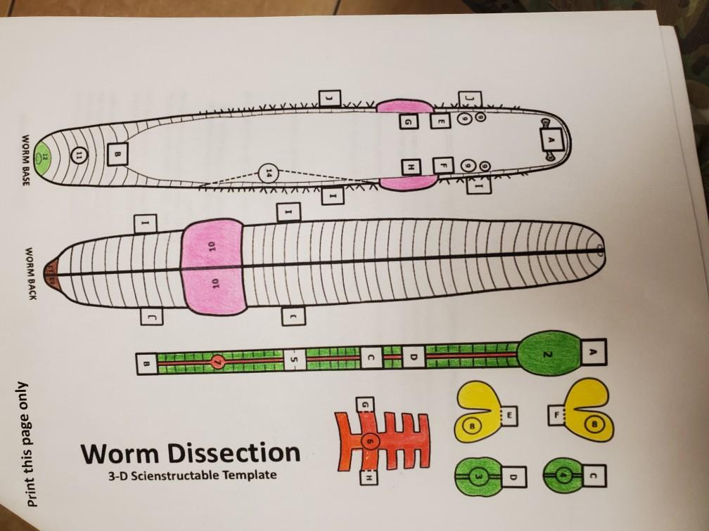 Solved WORM BASE 9 WORM BACK Print this page only Worm | Chegg.com