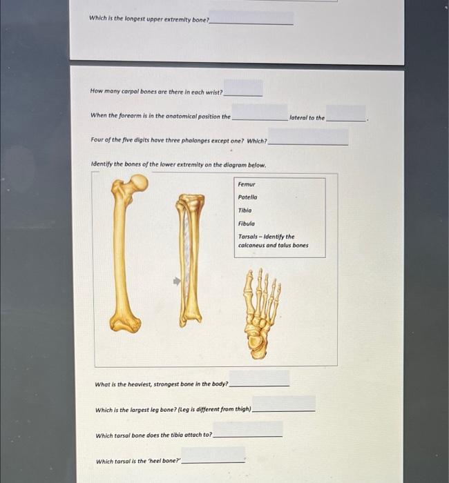 Solved which is the longest upper extremity bone? How many | Chegg.com
