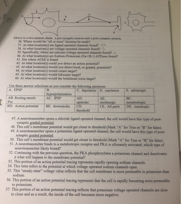 Solved eus Above is a two-neuron chain: a pre-synaptic | Chegg.com