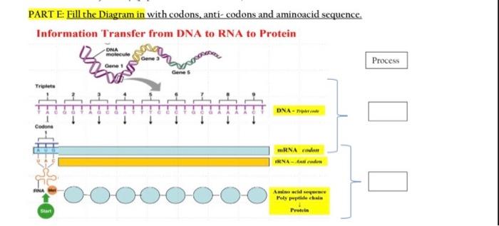 Solved PART E: Fill the Diagram in with codons, anti-codons | Chegg.com