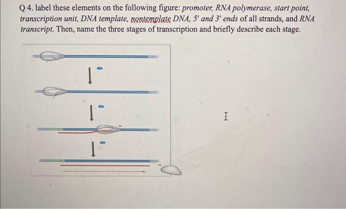 Solved Q 4. label these elements on the following figure: | Chegg.com