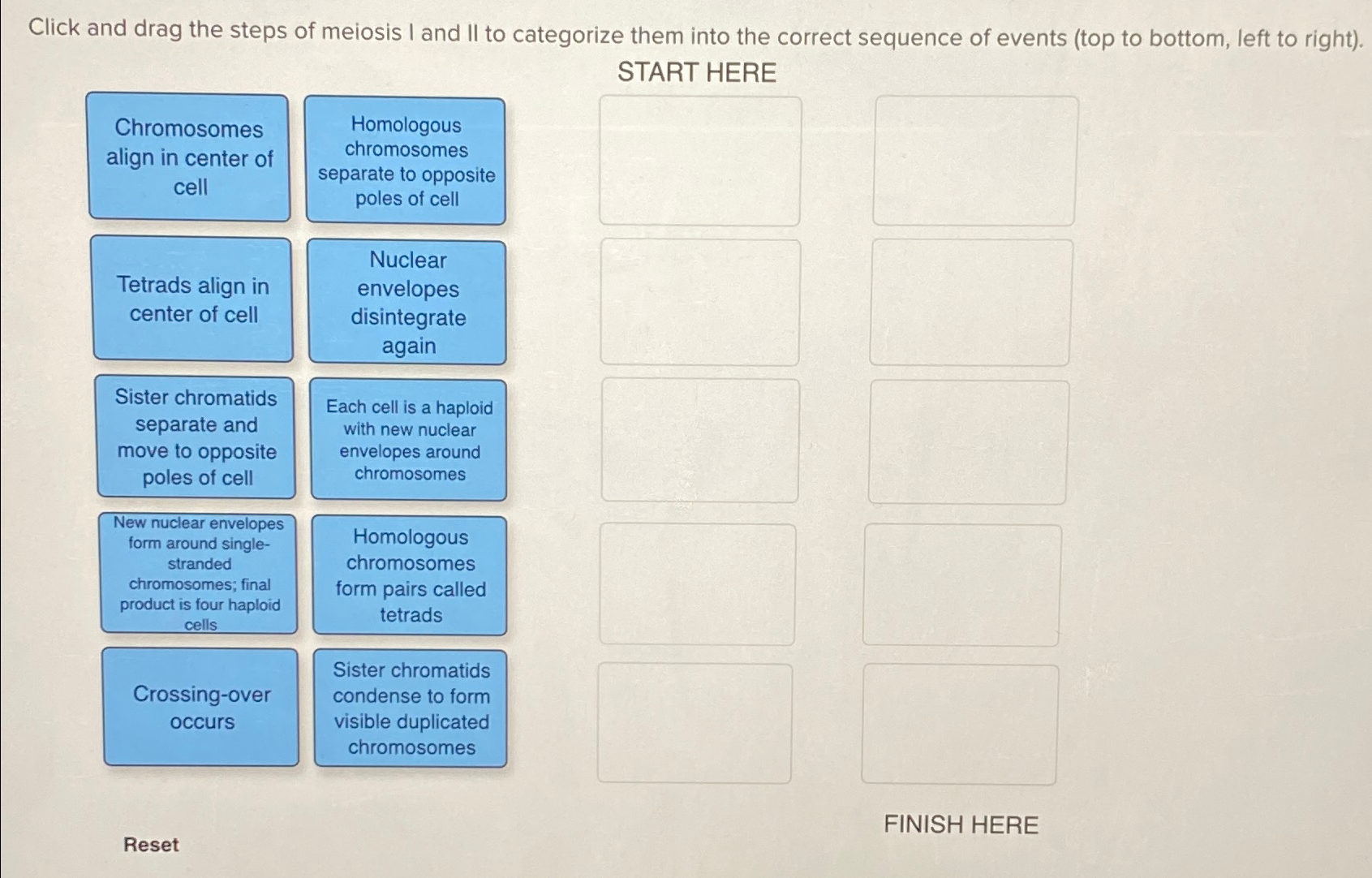 Solved Click and drag the steps of meiosis I and II to | Chegg.com