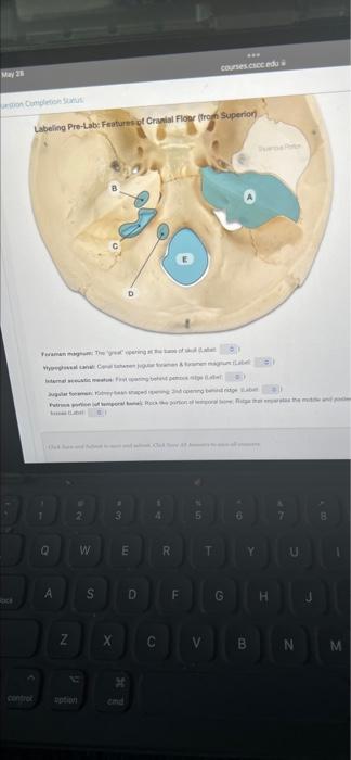 Solved May 25 on Completion Sus Labeling Pre-Lab: Features | Chegg.com