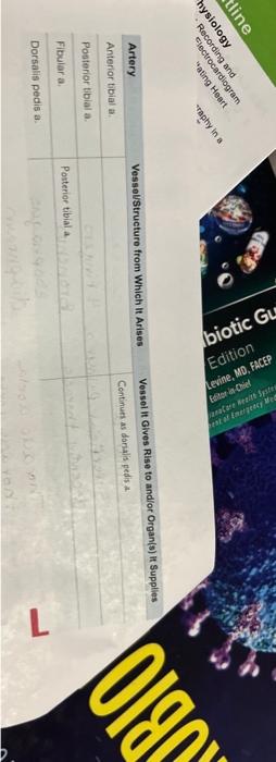 Solved Artery Anterior tibial ii. Pooterior tibial a. | Chegg.com