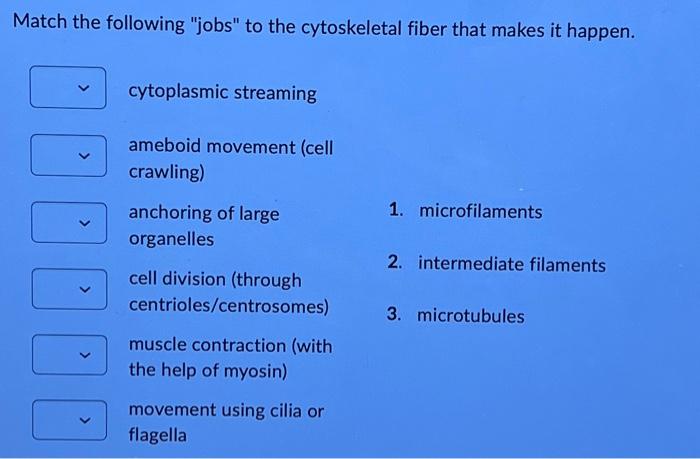 Solved Match the following "jobs" to the cytoskeletal fiber | Chegg.com