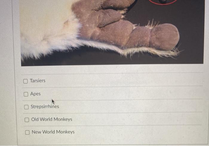 Solved Grooming claws are claw-like nails found on which of | Chegg.com