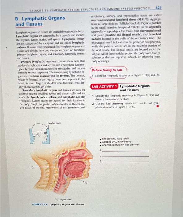 Solved 519 EXERCISE LYMPHATIC SYSTEM STRUCTURE AND IMMUNE | Chegg.com