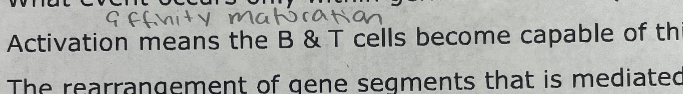 Solved Activation Means The B ﻿and T ﻿cells Become Capable Of