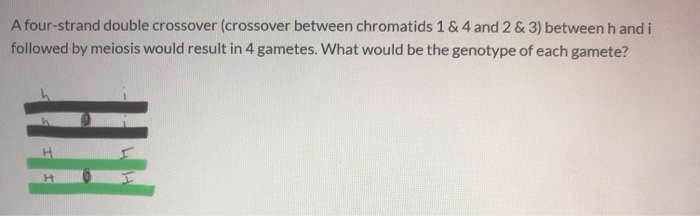 Solved A four-strand double crossover (crossover between | Chegg.com