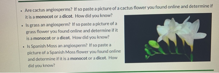 Solved . . Are cactus angiosperms? If so paste a picture of | Chegg.com