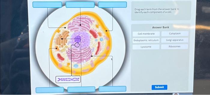 Solved 72DD. Drag each term from the answer bank to identify | Chegg.com