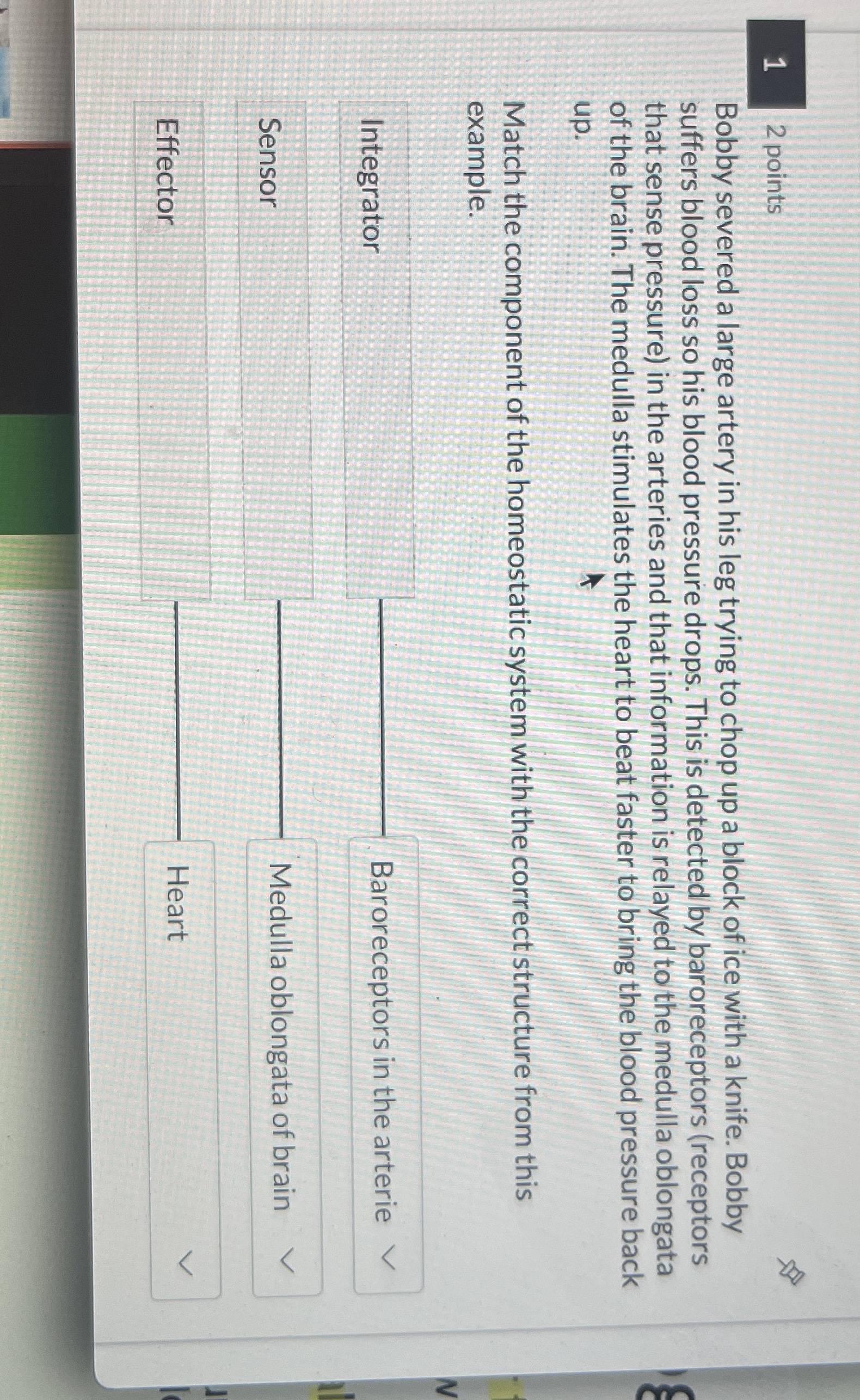 Solved 12 ﻿pointsBobby severed a large artery in his leg | Chegg.com