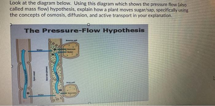 Solved Look at the diagram below. Using this diagram which | Chegg.com