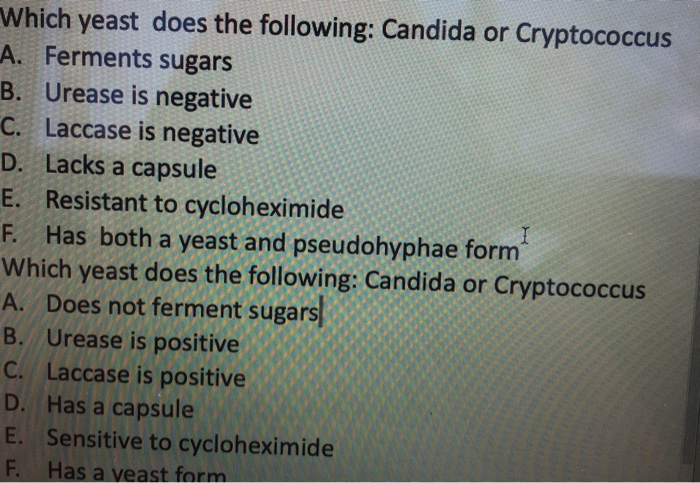 Solved Which yeast does the following: Candida or | Chegg.com